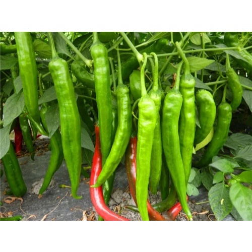100 seeds/pack SILI PANIGANG / Siling Haba / Hot Pepper Green / Bicol ...