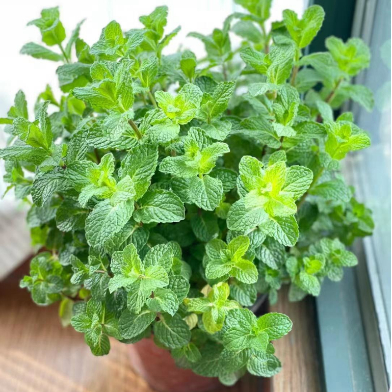 2000seeds Peppermint Seeds for Planting Potted Edible Mint Herbs Seeds Perfume MenthaPlants ...