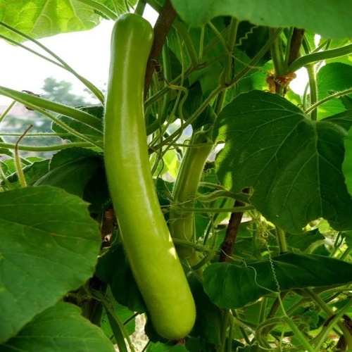 20seeds/pack Long Bottle Gourd Seeds - Giant Long Variety Loofah Sponge ...