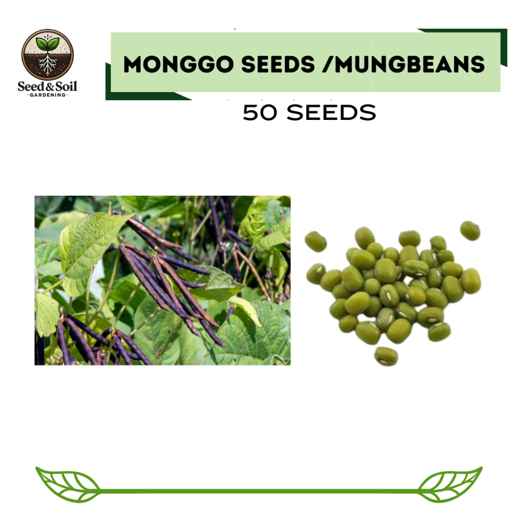 Monggo Seeds / Mungbean Seeds (50pcs) – High Yield, Easy to Grow ...