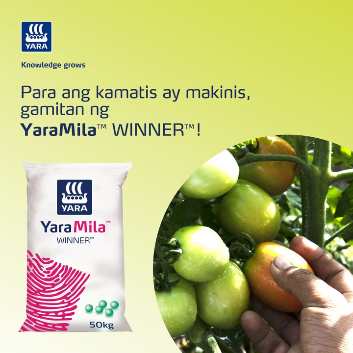 50KG YaraMila Winner (15-9-20 +2MgO +4S +TE) | Shopee Philippines