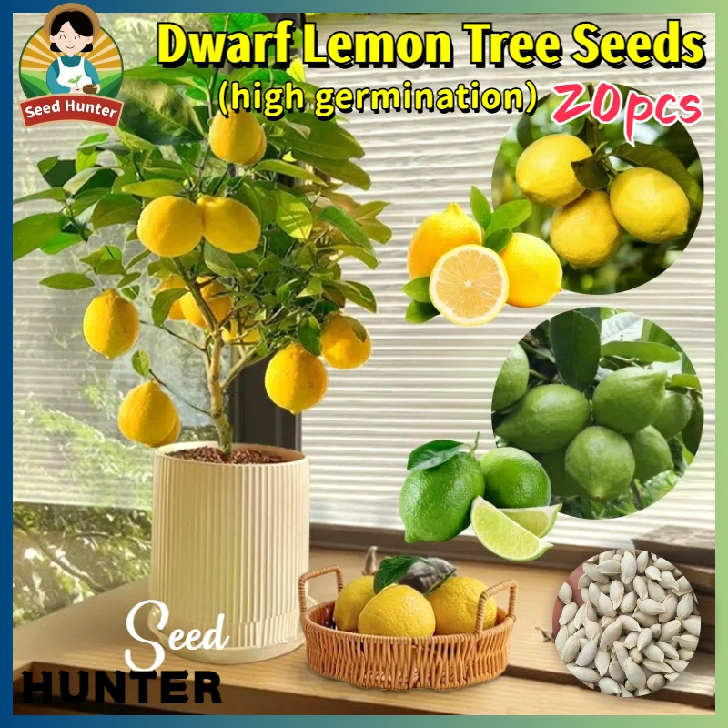 Fresh Dwarf Lemon Seeds for Planting Fruit Trees (Fast Growing 20 Seed ...
