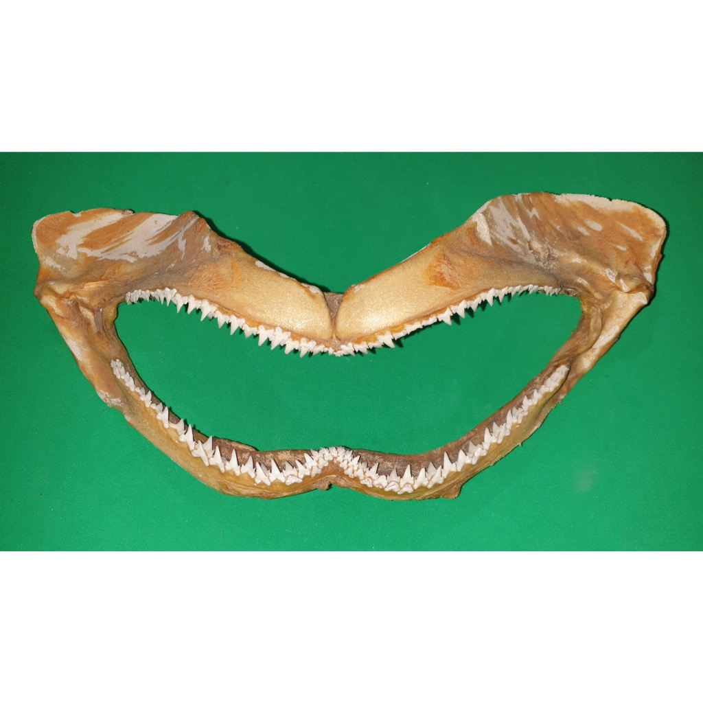 Stunning Real SILKY SHARK JAW and TEETH. Good Size. Very Hard to Find ...