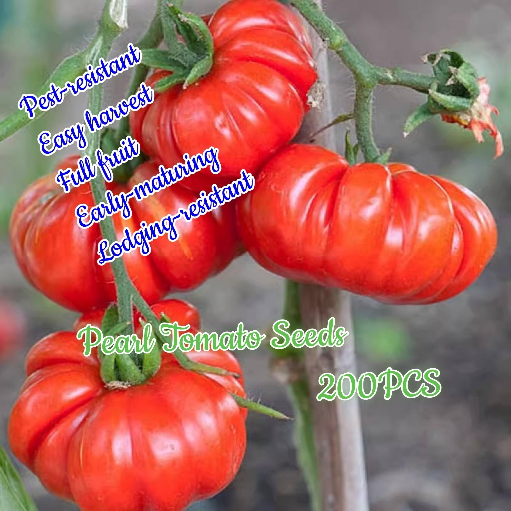 PEARL TOMATO / (200 seeds) BEEF STEAK TOMATO High Germination 100% ...