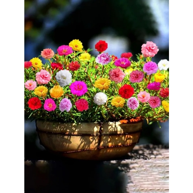 100 Seeds/pack Mixed Portulaca Seed Moss Rose Flower Seeds for ...