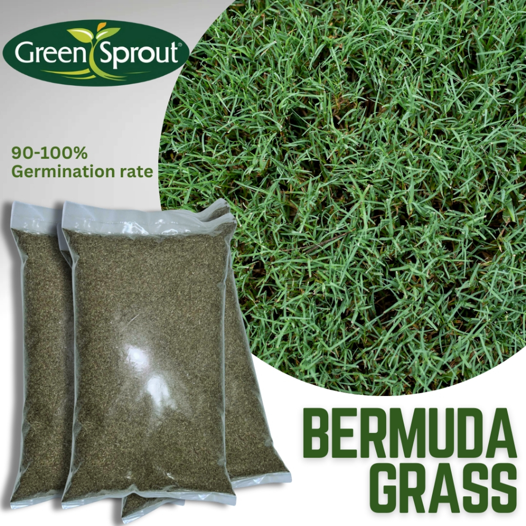 Bermuda Grass Seeds 1kg - 500g - Pang Lawn at Landscaping | Makapal ...