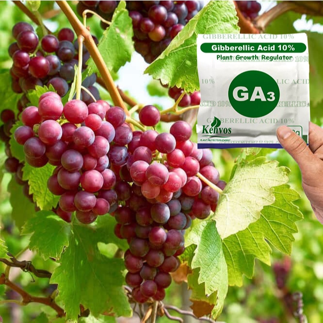 For Grapes GA3 Plant Growth foliar Gibberellic Acid 10%Tablet 10g ...