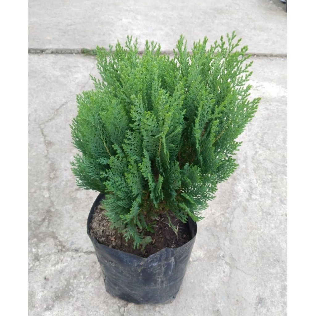 CUNIFER TREE(LUSH AND BIG) | Shopee Philippines