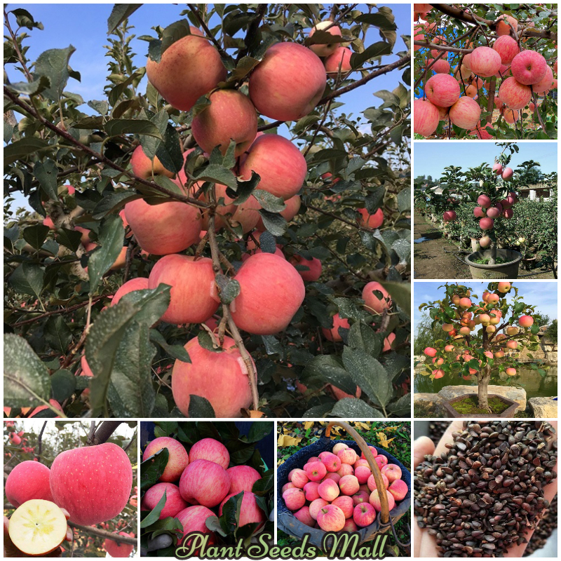 Easy to grow in the Philippines] 50pcs Bonsai Apple Seeds for Sale ...