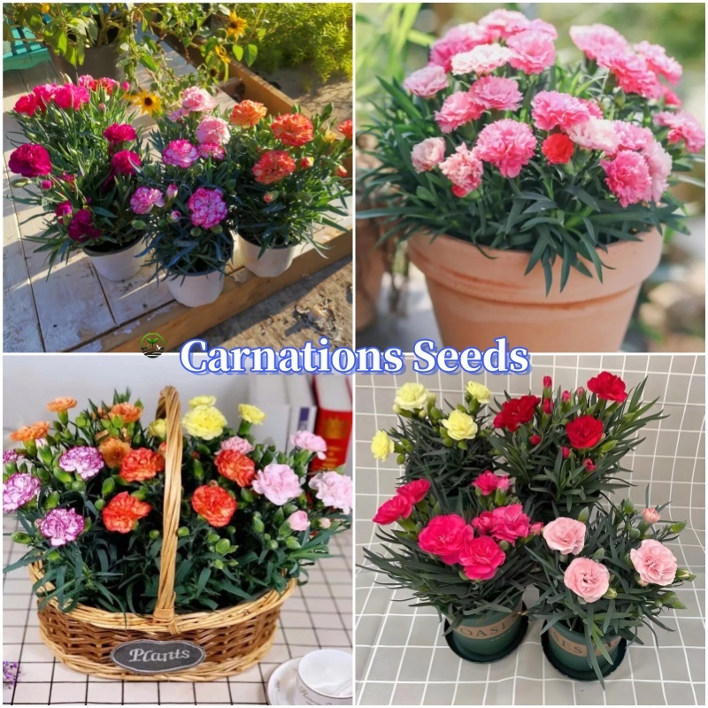 600 seeds Carnation Flower Seeds for Planting-Flower Seeds for ...