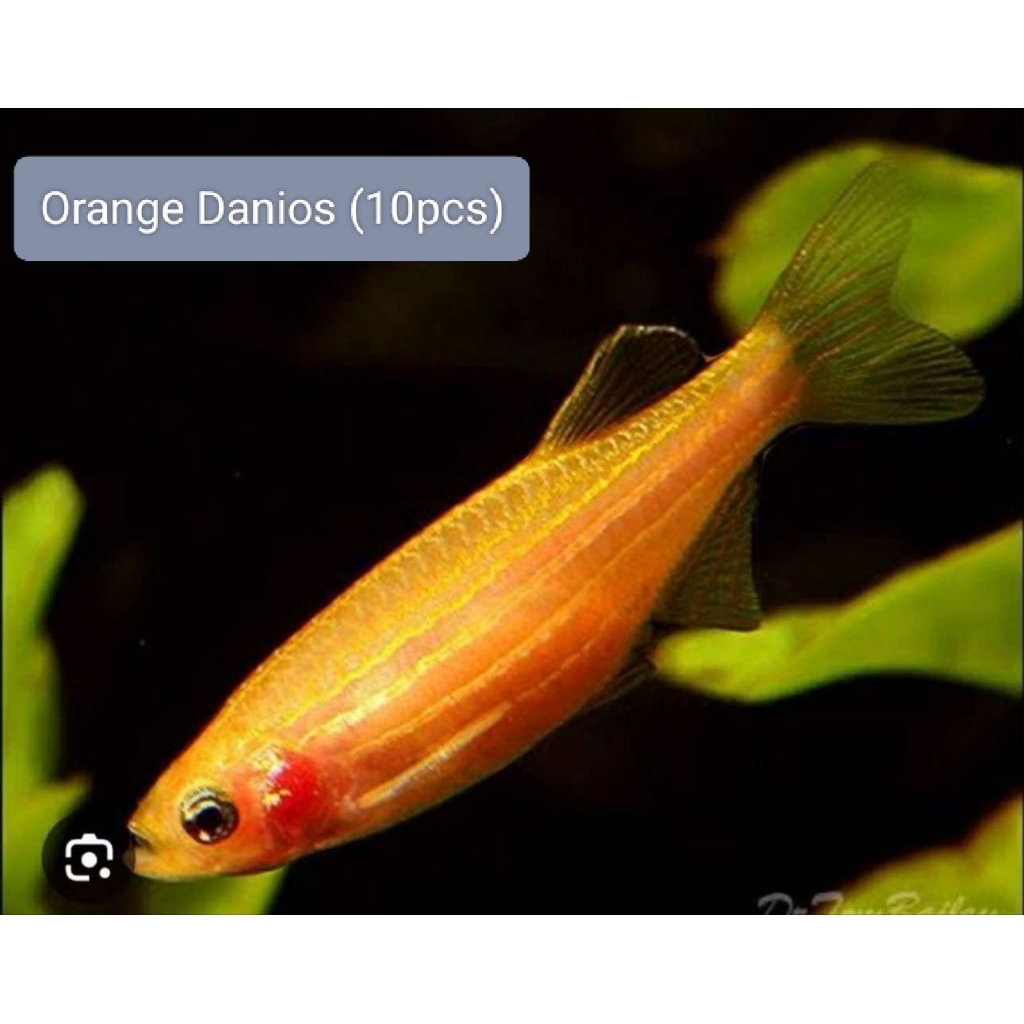 Sticker & Orange danios (10pcs) | Shopee Philippines
