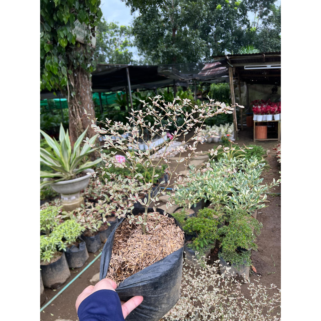 AFRICAN TALISAY LIVE WITH POT SOIL | Shopee Philippines