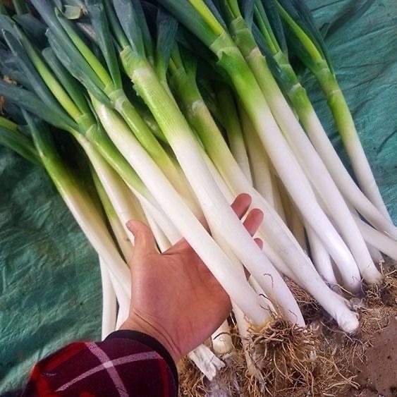 (500 Seed) Giant Onion Leeks Seeds Hybrid Big Green Onion Leeks Plant ...
