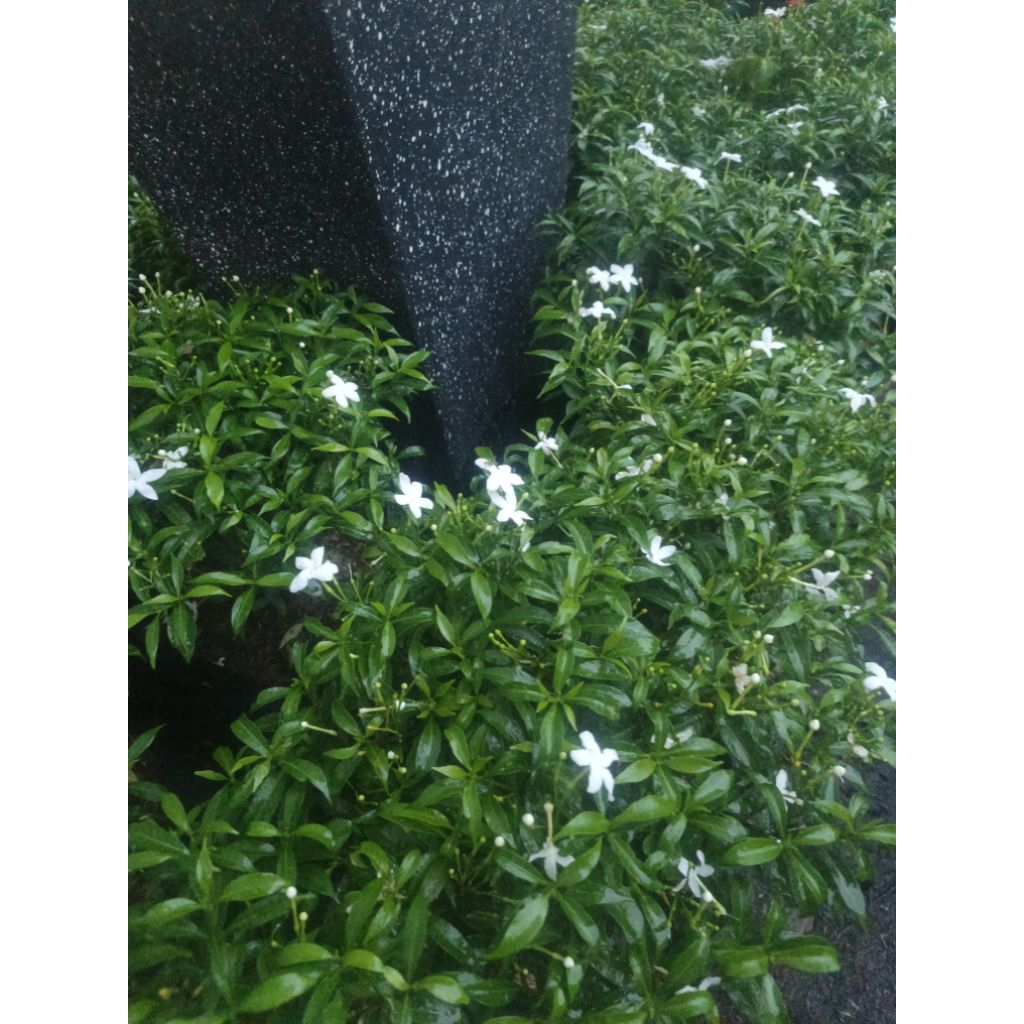 PANDAKAKI LIVE ROOTED PLANTS | Shopee Philippines