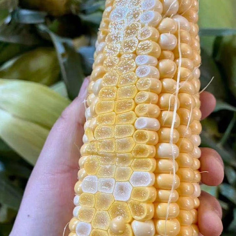20 Seed corn Yellow Corn Seeds for Planting Organic Fruit Seeds Real ...