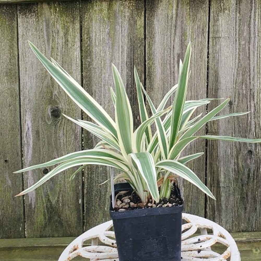 flax lilies in a pot | Shopee Philippines