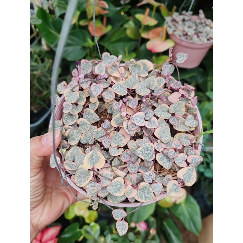 Varigated string of hearts | Shopee Philippines