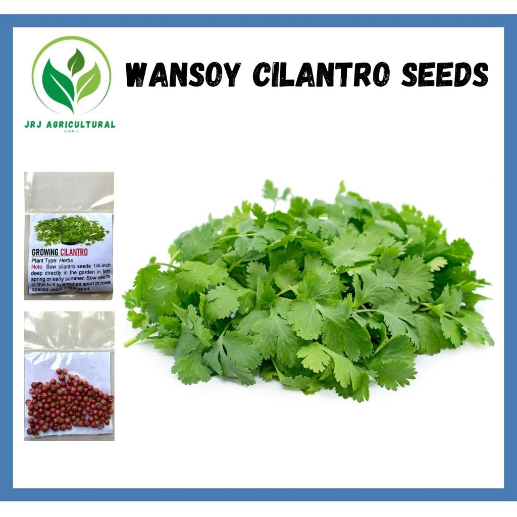 HERB SEED/BASIL/ONION/BUNCHING ONION/CURLY & FLAT LEAF PARSLEY/CELERY ...