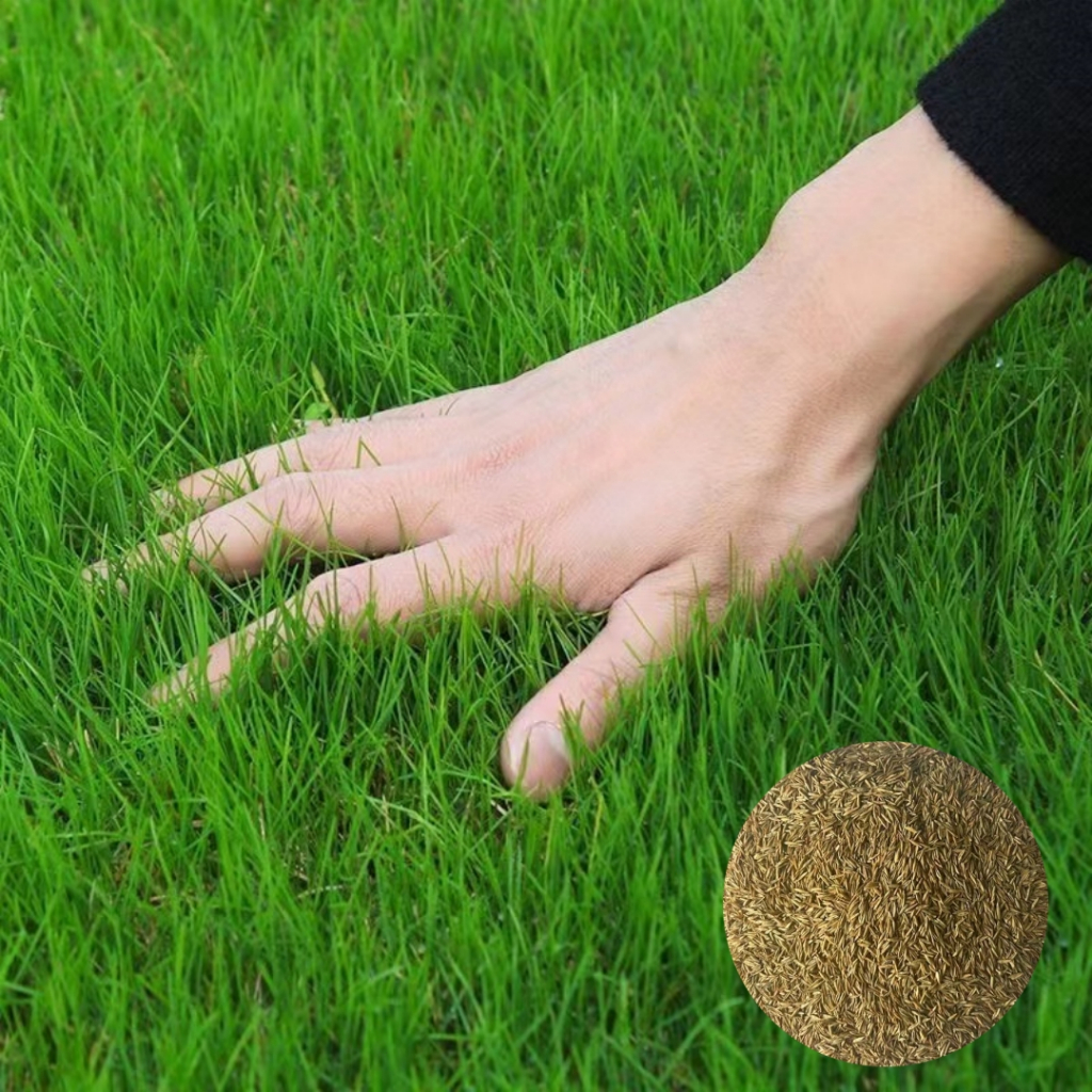 BERMUDA GRASS SEEDS (300 seeds) - Green Grass Seeds for Planting ...