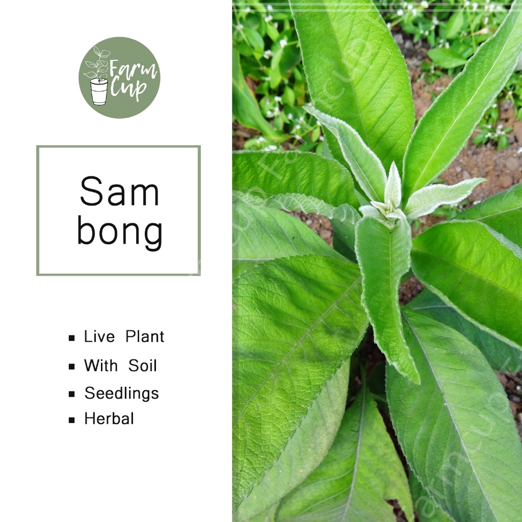 SAMBONG leaves and Seedlings 6 to 10 inches tall | Shopee Philippines