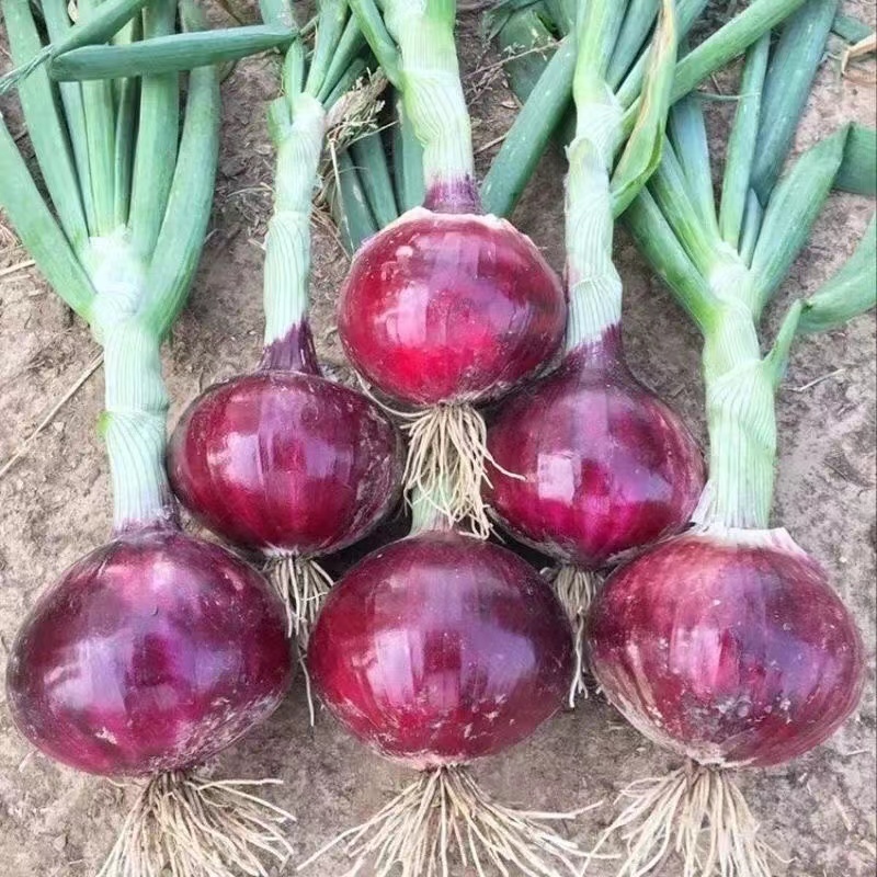 (200 SEEDS) RED ONION SEEDS/Red Hawk Variety/HIGH YIELD/HYBRID | Shopee ...