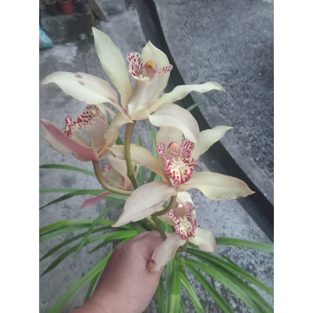 Cymbi (Garden Decor) | Shopee Philippines