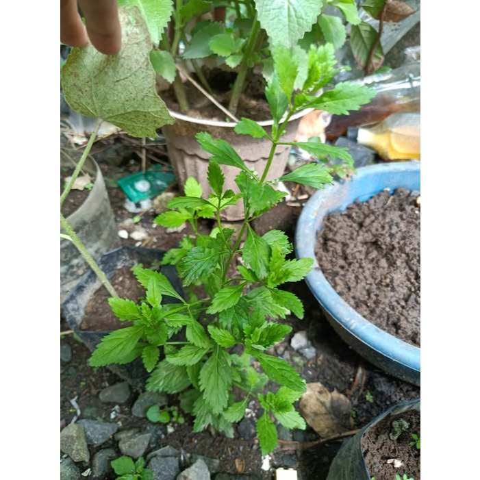 KULANTRO GAMOT SA TIGDAS Fresh Picked or Seedlings | Shopee Philippines