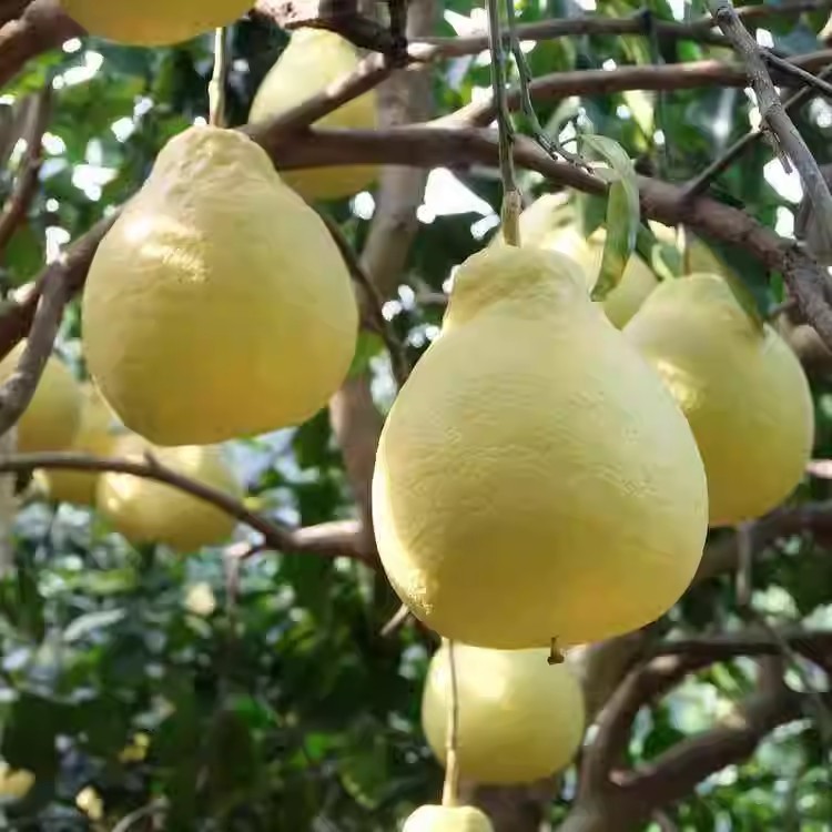 Pomelo/Suha Davao Seeds for Planting Vegetable Plants, F1 (5 Seed) incl ...