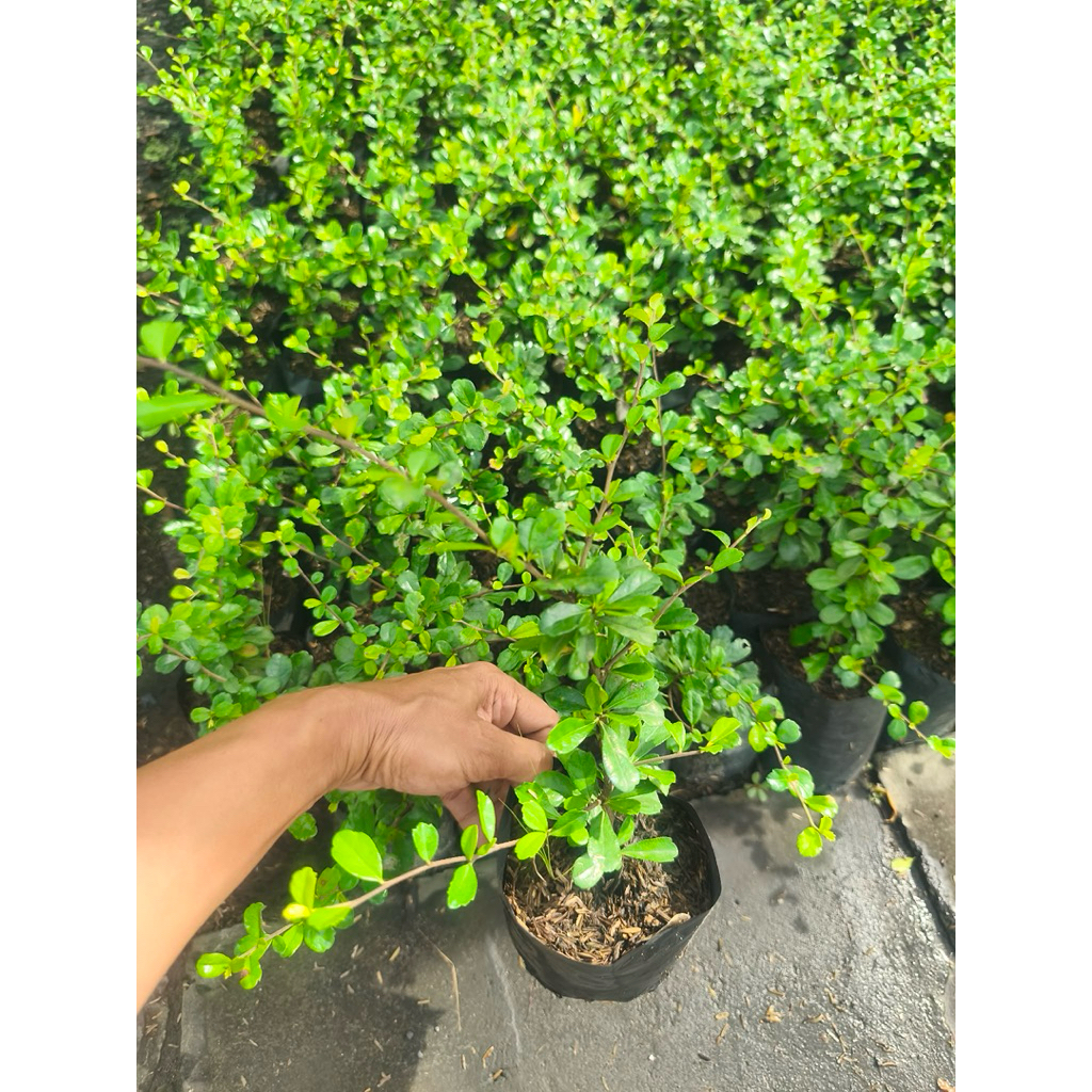 Tsaang Gubat/ ( BUY 5 FOR 120) | Shopee Philippines