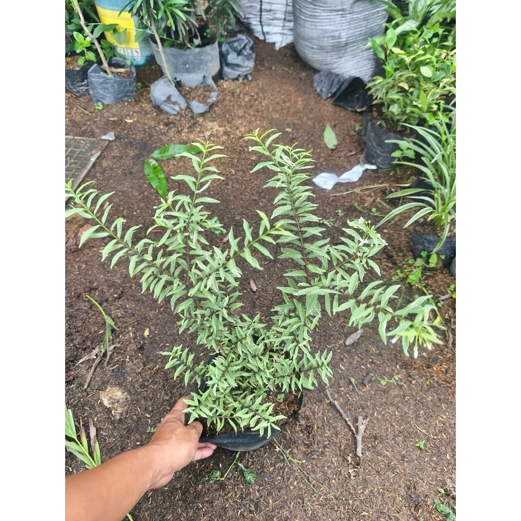 Silver suamei ( BUY 5 PLUS 1 ) | Shopee Philippines