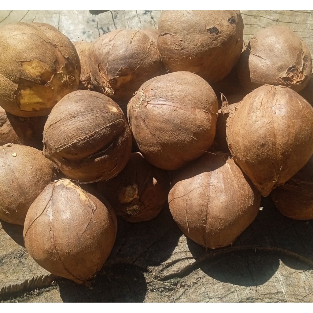 *bitoon seeds 50kgs epektibong gamot sa bukol | Shopee Philippines