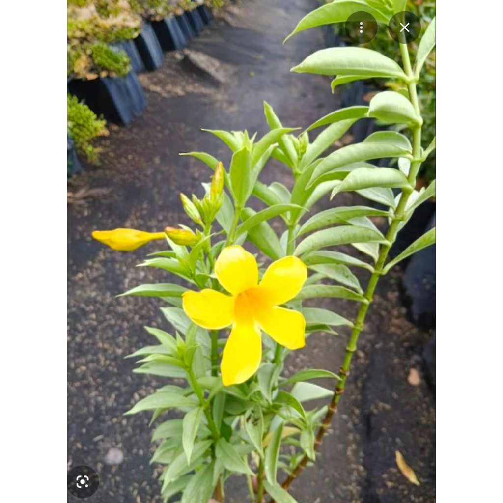 SILVER YELLOW BELL (Rare Type) Flowering Trailing Vine | Bright Yellow ...