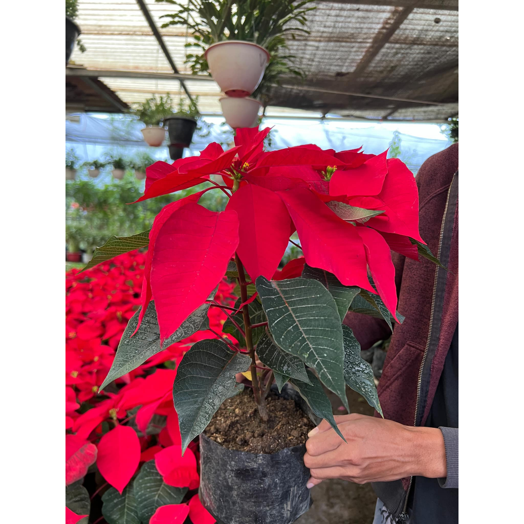 Poinsettia with free garden soil. live plants. indoor&outdoor | Shopee ...