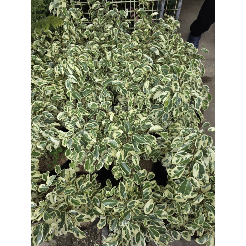 VARIEGATED BALETE TREE(BIG POTS) | Shopee Philippines