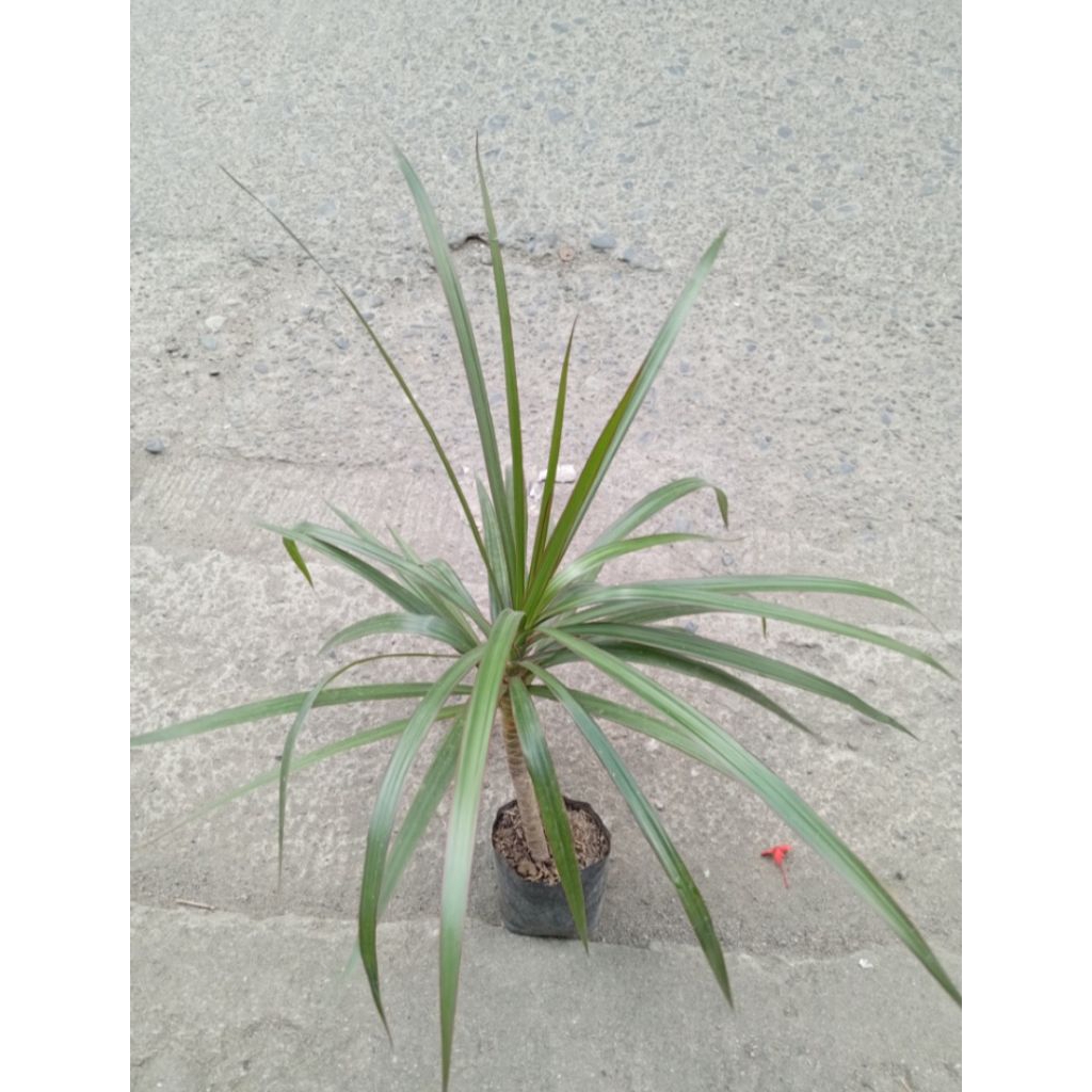 Marginata Variety Sample Photo | Shopee Philippines