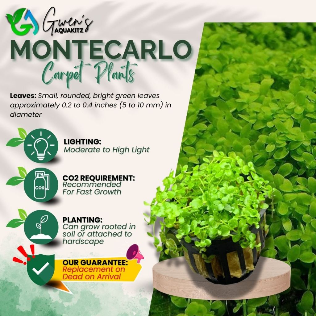 MONTE CARLO Carpet Plant (4x6, soil less) by Gwen's Aquakitz - Aquatic ...
