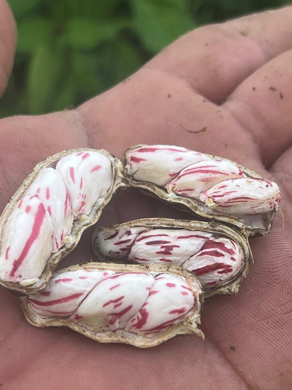 Tiger-Striped Peanuts Seeds for Planting (Mae Hong Son Variety), 20 ...