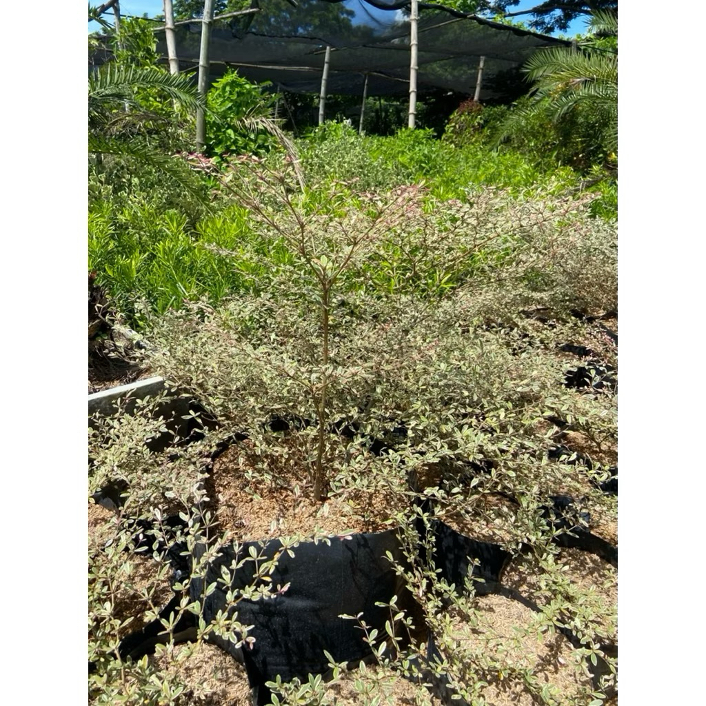 african talisay plants - Best Prices and Online Promos - May 2026 ...