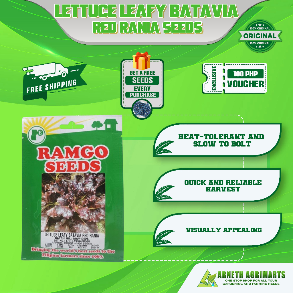 RAMGO LETTUCE LEAFY BATAVIA RED RANIA SEEDS ( ORIGINAL GARDEN PACK ...