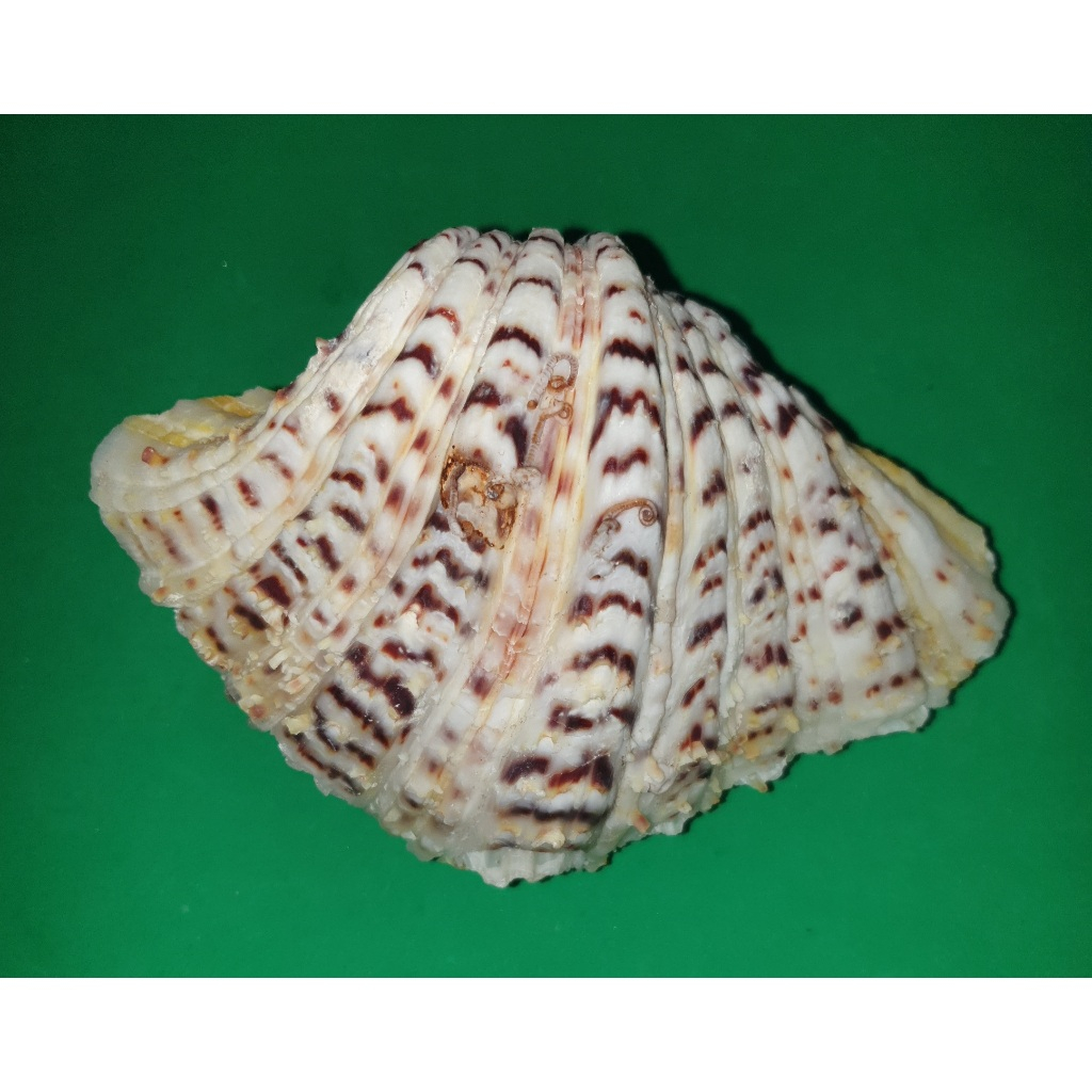 HIPPOPUS HIPPOPUS CLAM. Good Size. Very minor natural flaw on one tooth ...