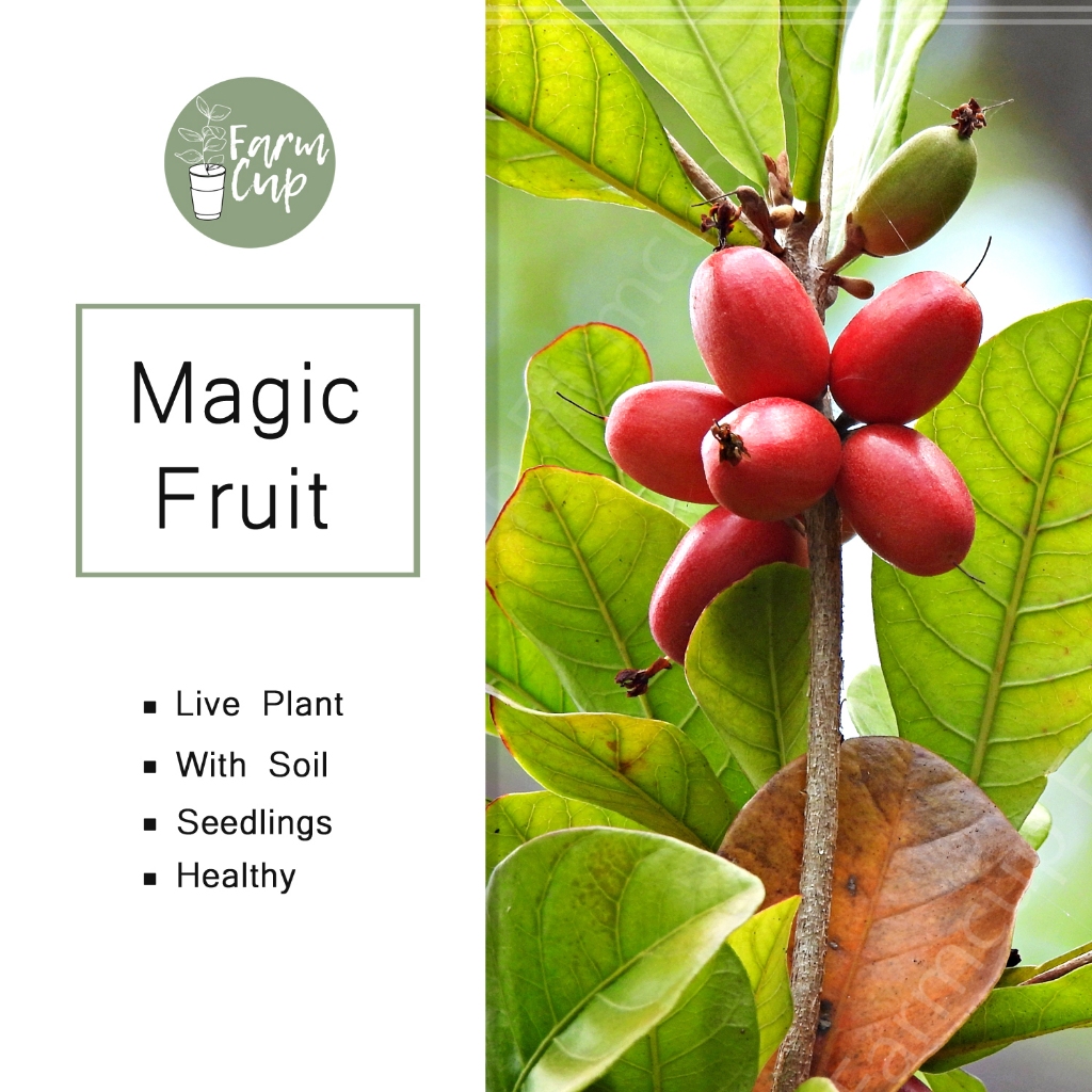 MAGIC FRUIT (Seedlings) 34 to 36 inches tall | Shopee Philippines