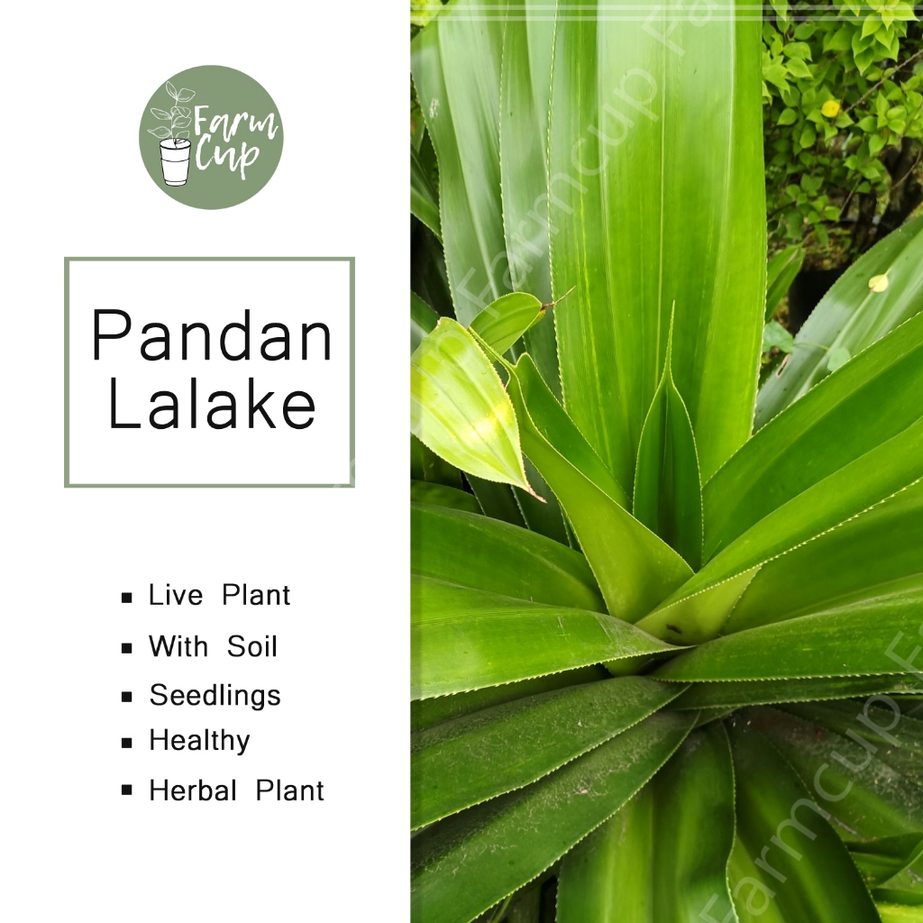 PANDANG LALAKE Seedlings 24 to 30 inchess tall | Shopee Philippines
