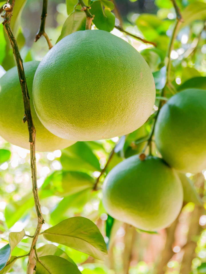 SUHA / POMELO fr. DAVAO seedlings ( 15 to 25 inches Tall) | Shopee ...