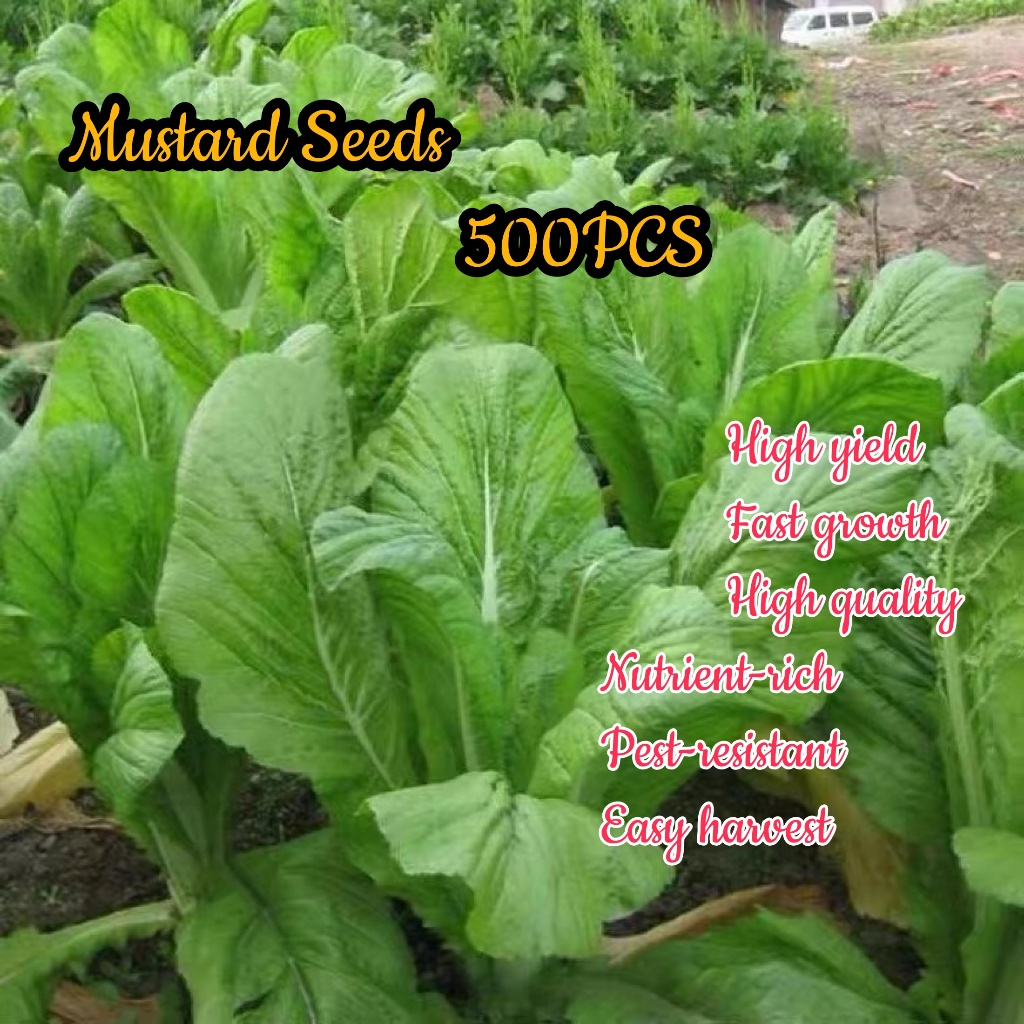 Mustard Seeds for Planting Vegetable Plants (500 Seed) incl. Planting ...