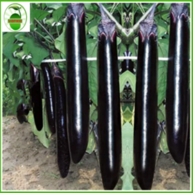 Fast-Maturing Eggplant Seeds for Planting - Compact Varieties for Small ...