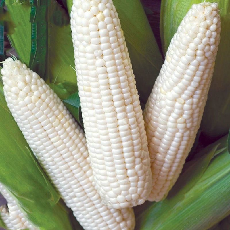 WHITE LAGKITAN CORN - (20 seeds) Waxy Corn | Shopee Philippines