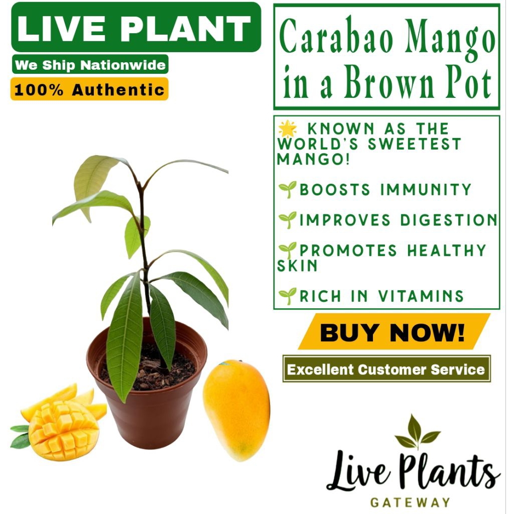 Sweetest Carabao Mango Seedlings in Brown Pot – Fruiting Variety | Easy ...