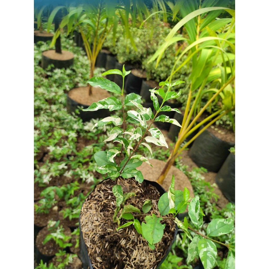 SUAMEI VARIEGATED / WATER JASMIN / LIVE PLANT / LUCKY PLANT / MONEY ...