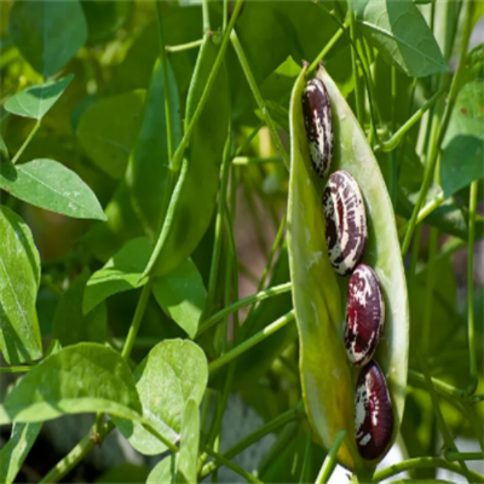 HYBRID PATANI/LIMA BEAN SEEDS (10 pcs seeds) HIGH YIELD/EAST TO GROW ...