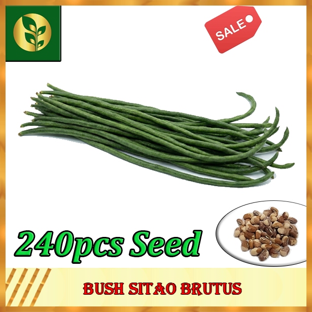 Golden Plant and Seed | Sitao Bush Brutus Seeds | Sitao Seeds | Shopee ...